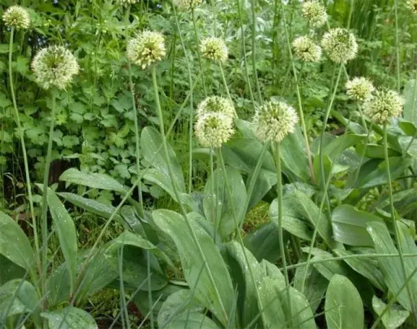 Ramson de llavors a casa: com es multiplica, quan i com sembrar 2700_4