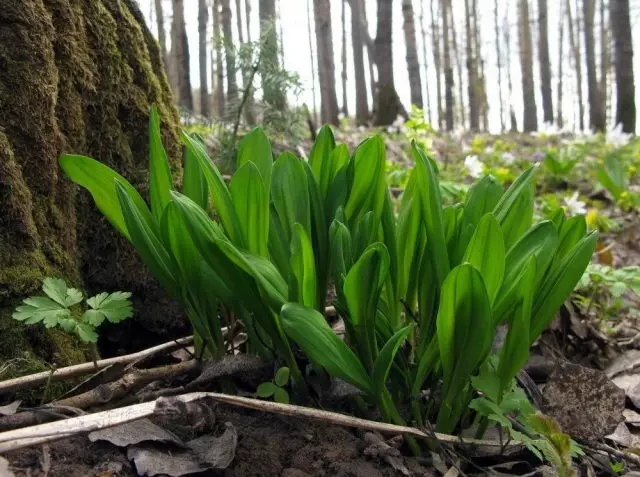 Ramson de llavors a casa: com es multiplica, quan i com sembrar 2700_9