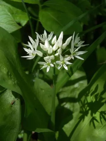 Ramson (bear onion): planting and care in the open field, when to plant, how to plant in the country, in the garden, growing rules 2702_1