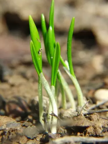 Ramson (cebula niedźwiedzia): sadzenie i pielęgnacja na otwartym polu, kiedy sadzić, jak sadzić na wsi, w ogrodzie, zasady uprawy 2702_2