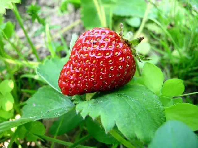 Cara menanam strawberi dari biji 2704_1