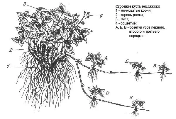 Mo'ylovli kuzda qulupnay ekish 2707_2