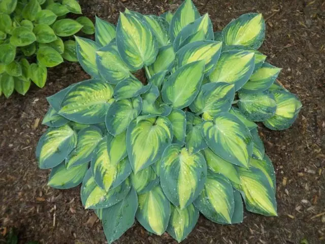 IHosta June (Juni): incazelo, ezemidlalo, ukugibela nokunakekelwa