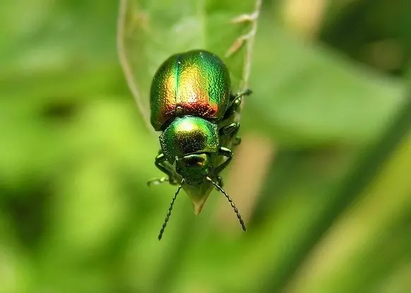 Sorrel bugs: o le a le mea e fai, faʻafefea ona aveʻese 2722_1