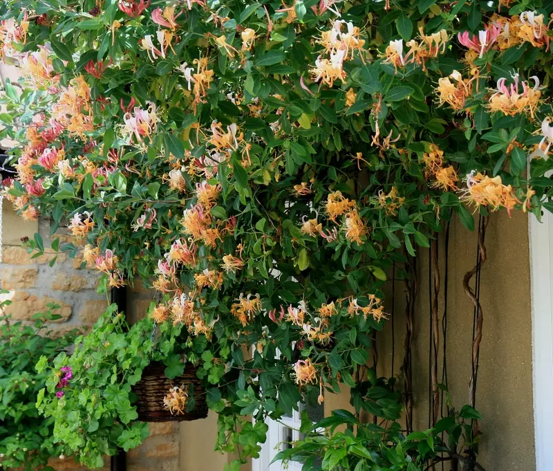 I-curly honeysuckle (Ukunyuka): izinhlobo, ukutshala nokunakekela, ukuthena, ukukhiqiza kabusha, izithombe, izibuyekezo