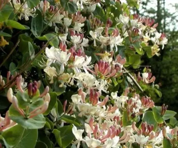 Honeysuckle iliyosokotwa (Kupanda): aina, upandaji na utunzaji, kupogoa, kuzaa, picha, hakiki 273_1