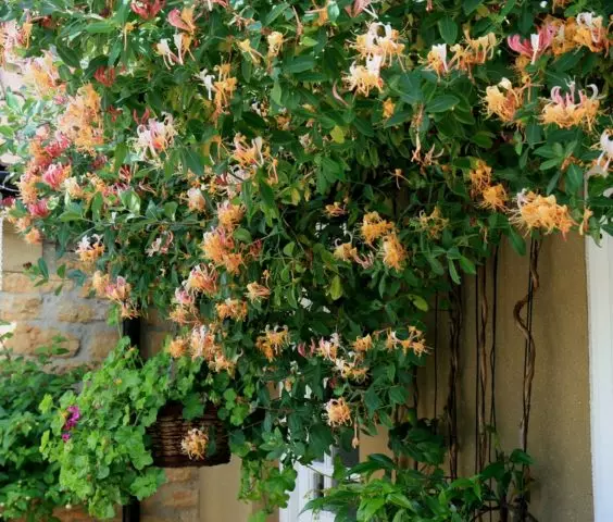 Curly honeysuckle (Kukwira): mhando, kudyara uye kuchengetedza, kuchekerera, kubereka, mapikicha, ongororo 273_12