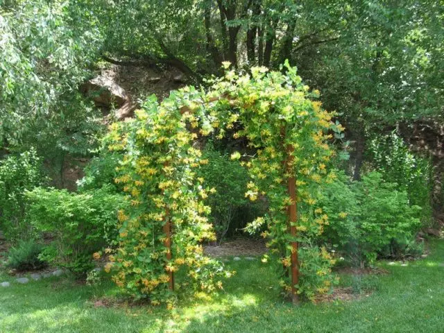 Curly honeysuckle (Climbing): types, planting and care, pruning, reproduction, photos, reviews 273_15