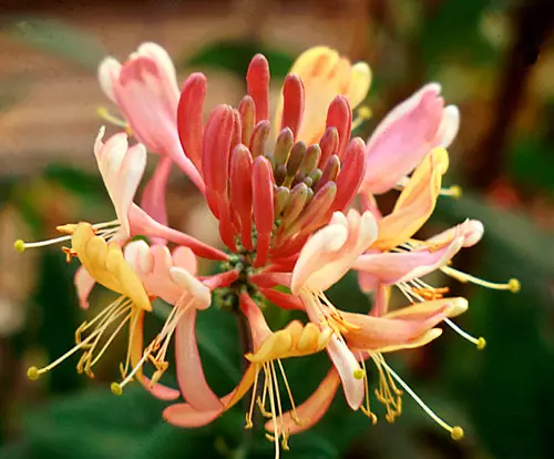 Curly honeysuckle (Climbing): types, planting and care, pruning, reproduction, photos, reviews 273_3