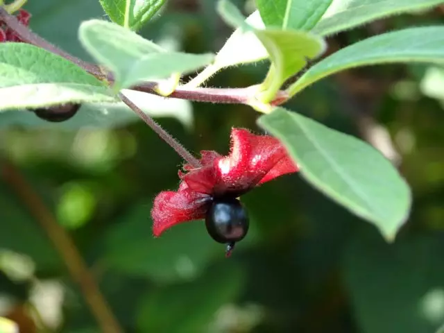 Honeysuckle olioly (Mihanika): karazana, fambolena sy fikarakarana, fanetezana, fiterahana, sary, hevitra 273_4