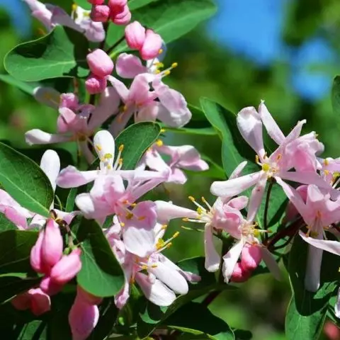 Krullerige kamperfoelie (klim): tipes, plant en versorging, snoei, voortplanting, foto's, resensies 273_5