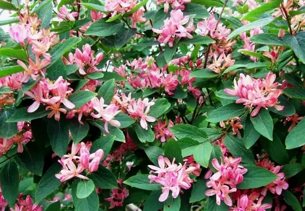 Curly honeysuckle (Climbing): types, planting and care, pruning, reproduction, photos, reviews 273_6