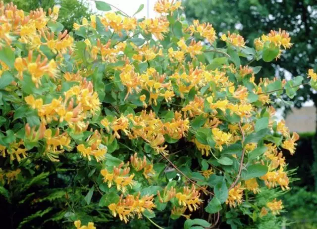 Curly honeysuckle (Kukwira): mhando, kudyara uye kuchengetedza, kuchekerera, kubereka, mapikicha, ongororo 273_7