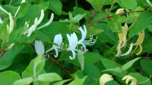 Honeysuckle iliyosokotwa (Kupanda): aina, upandaji na utunzaji, kupogoa, kuzaa, picha, hakiki 273_8