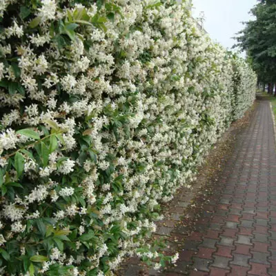 Krullende kamperfoelje (klimmen): soarten, plantsje en fersoargje, snoeien, fuortplanting, foto's, resinsjes 273_9