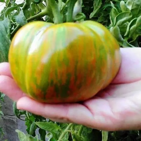 Tomato Malachite sanduuqa: sharaxaad, sawir, dib u eegis 2749_2