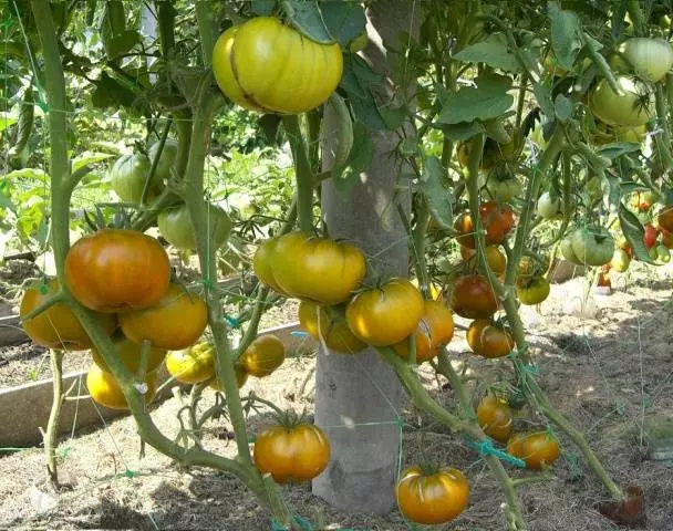 Tomato Malachite sanduuqa: sharaxaad, sawir, dib u eegis 2749_4