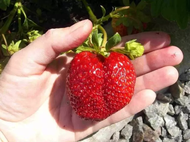 Strawberry Victoria: Varietéit Beschreiwung, Fotoen, Bewäertungen 2762_1