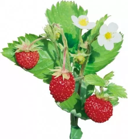 Strawberry Victoria: Varietéit Beschreiwung, Fotoen, Bewäertungen 2762_3