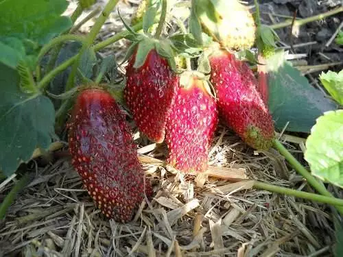 Strawberry Victoria: အမျိုးမျိုးဖော်ပြချက်၊ ဓာတ်ပုံများ၊ ပြန်လည်သုံးသပ်ခြင်း 2762_4