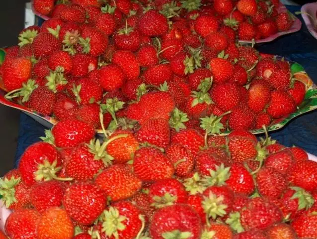 Strawberry Victoria: အမျိုးမျိုးဖော်ပြချက်၊ ဓာတ်ပုံများ၊ ပြန်လည်သုံးသပ်ခြင်း 2762_5