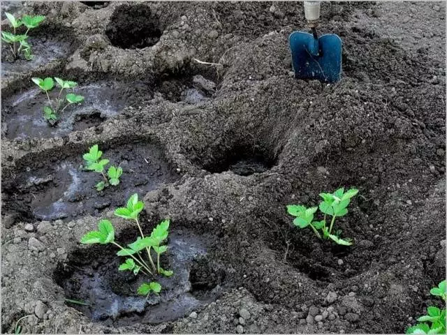 Strawberry Victoria: Varietéit Beschreiwung, Fotoen, Bewäertungen 2762_9