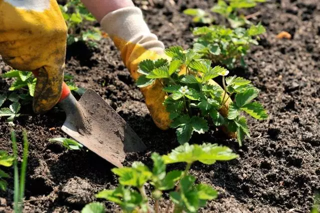 Lênihêrîna Strawberry di biharê de: serişteyên ji baxçevanên demsalî 2768_1