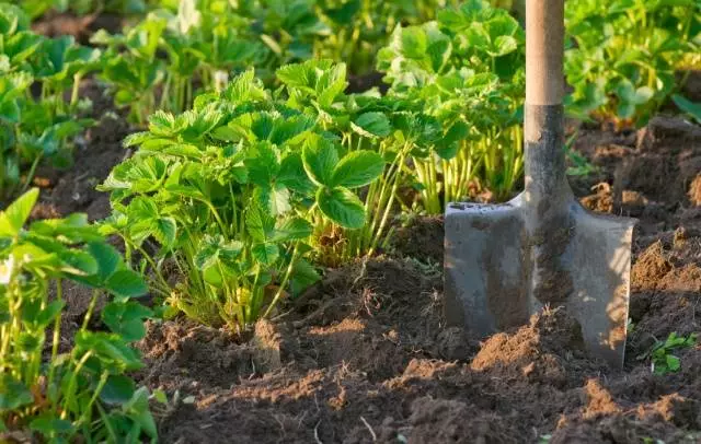 Lênihêrîna Strawberry di biharê de: serişteyên ji baxçevanên demsalî 2768_3