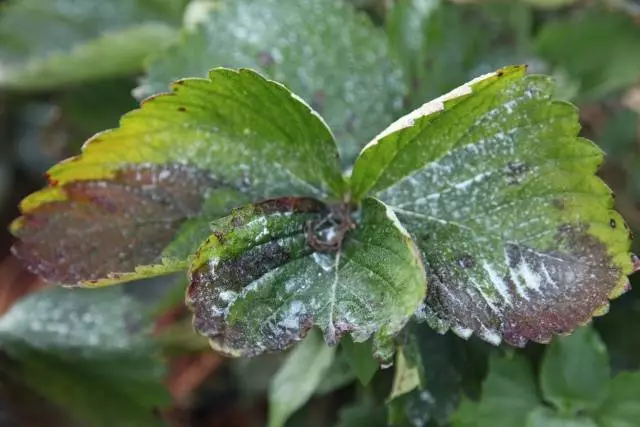 Lênihêrîna Strawberry di biharê de: serişteyên ji baxçevanên demsalî 2768_6