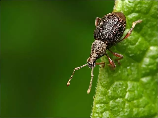 Lênihêrîna Strawberry di biharê de: serişteyên ji baxçevanên demsalî 2768_9