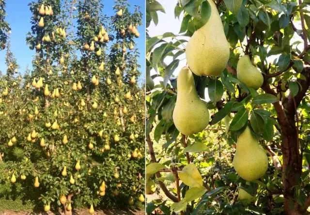 Pear Abbot Vettel: mô tả đa dạng, hàm lượng calo, ảnh, đánh giá 2771_1