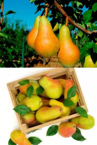 Pear Abbot Vettel: mô tả đa dạng, hàm lượng calo, ảnh, đánh giá 2771_2