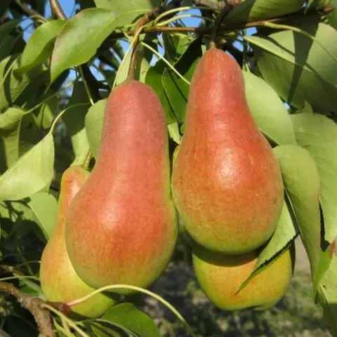 Pear Abbot Vettel: mô tả đa dạng, hàm lượng calo, ảnh, đánh giá 2771_9