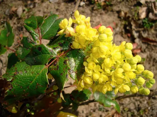 Landshaft dizaynidagi Mahonia Xolli: fotosurat, to'siq 277_1