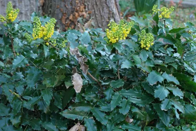 Holly Mahonia fid-disinn tal-pajsaġġ: ritratt, hedge 277_10