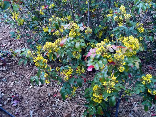 Cuileann Mahonia i ndearadh tírdhreacha: grianghraf, fál 277_11