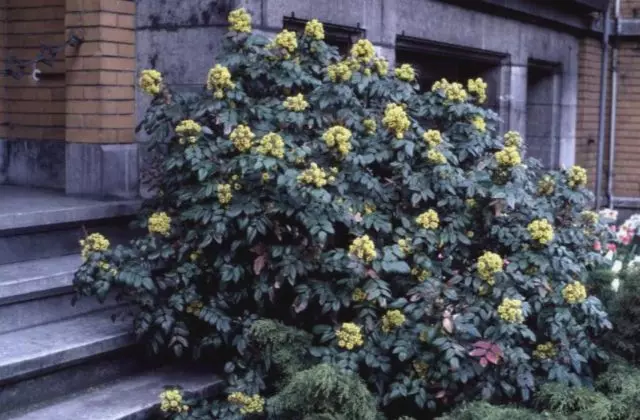 Landshaft dizaynidagi Mahonia Xolli: fotosurat, to'siq 277_12