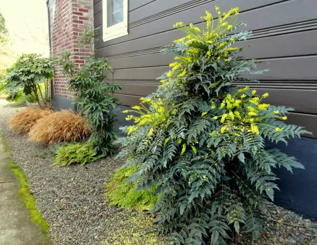 Mahonia gorostia paisaiaren diseinuan: argazkia, heskaia 277_13