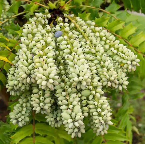 Mahonia gorostia paisaiaren diseinuan: argazkia, heskaia 277_15