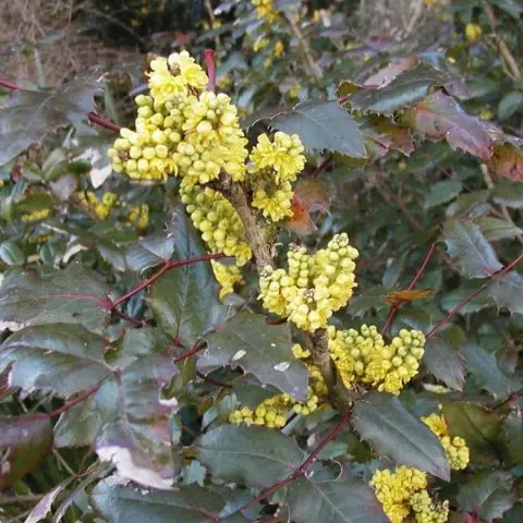 Landshaft dizaynidagi Mahonia Xolli: fotosurat, to'siq 277_16