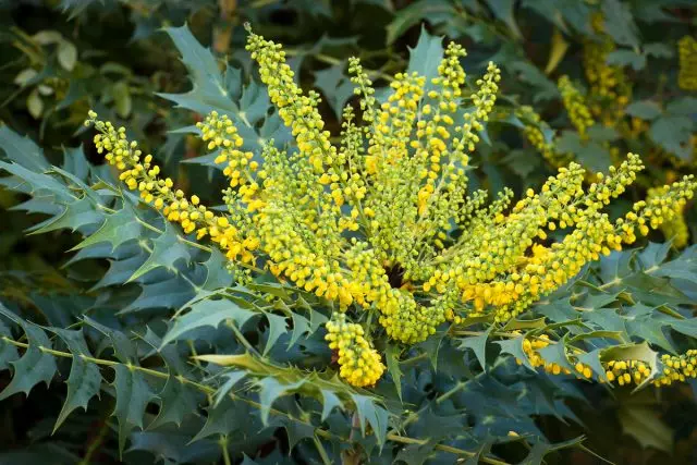 Cuileann Mahonia i ndearadh tírdhreacha: grianghraf, fál 277_17