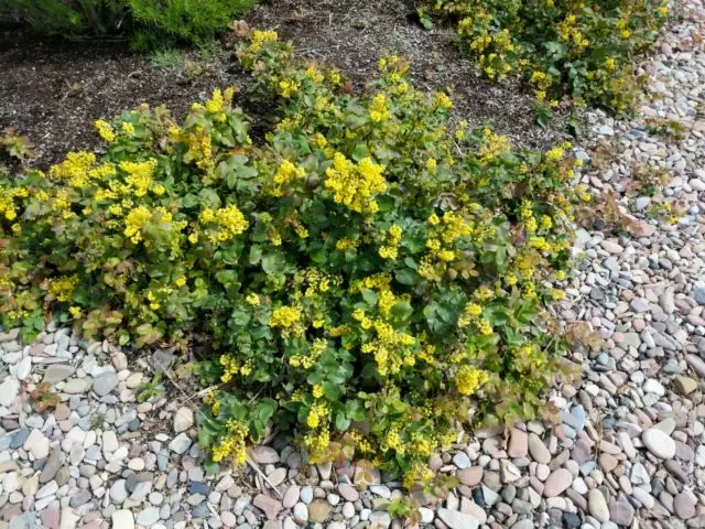 Mahonia holly in landscape design: photo, hedge 277_18