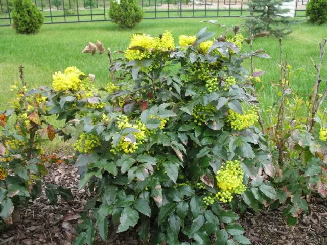 Cuileann Mahonia i ndearadh tírdhreacha: grianghraf, fál 277_2