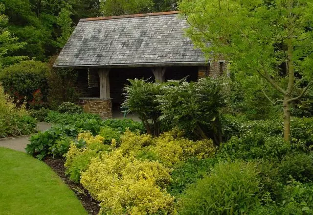 Mahonia holly in landscape design: photo, hedge 277_27