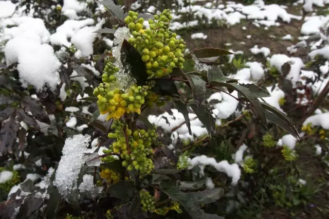 Landshaft dizaynidagi Mahonia Xolli: fotosurat, to'siq 277_3