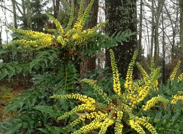 Cuileann Mahonia i ndearadh tírdhreacha: grianghraf, fál 277_32