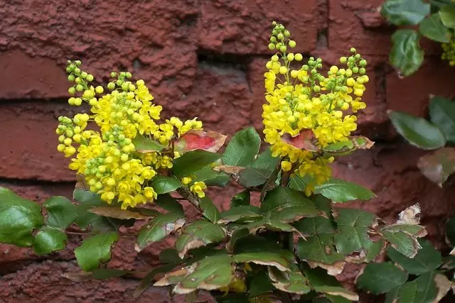 Cuileann Mahonia i ndearadh tírdhreacha: grianghraf, fál 277_4