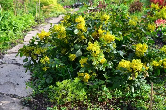 Landshaft dizaynidagi Mahonia Xolli: fotosurat, to'siq 277_5