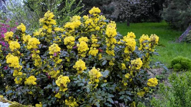 Cuileann Mahonia i ndearadh tírdhreacha: grianghraf, fál 277_7