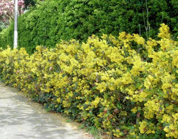 Cuileann Mahonia i ndearadh tírdhreacha: grianghraf, fál 277_8